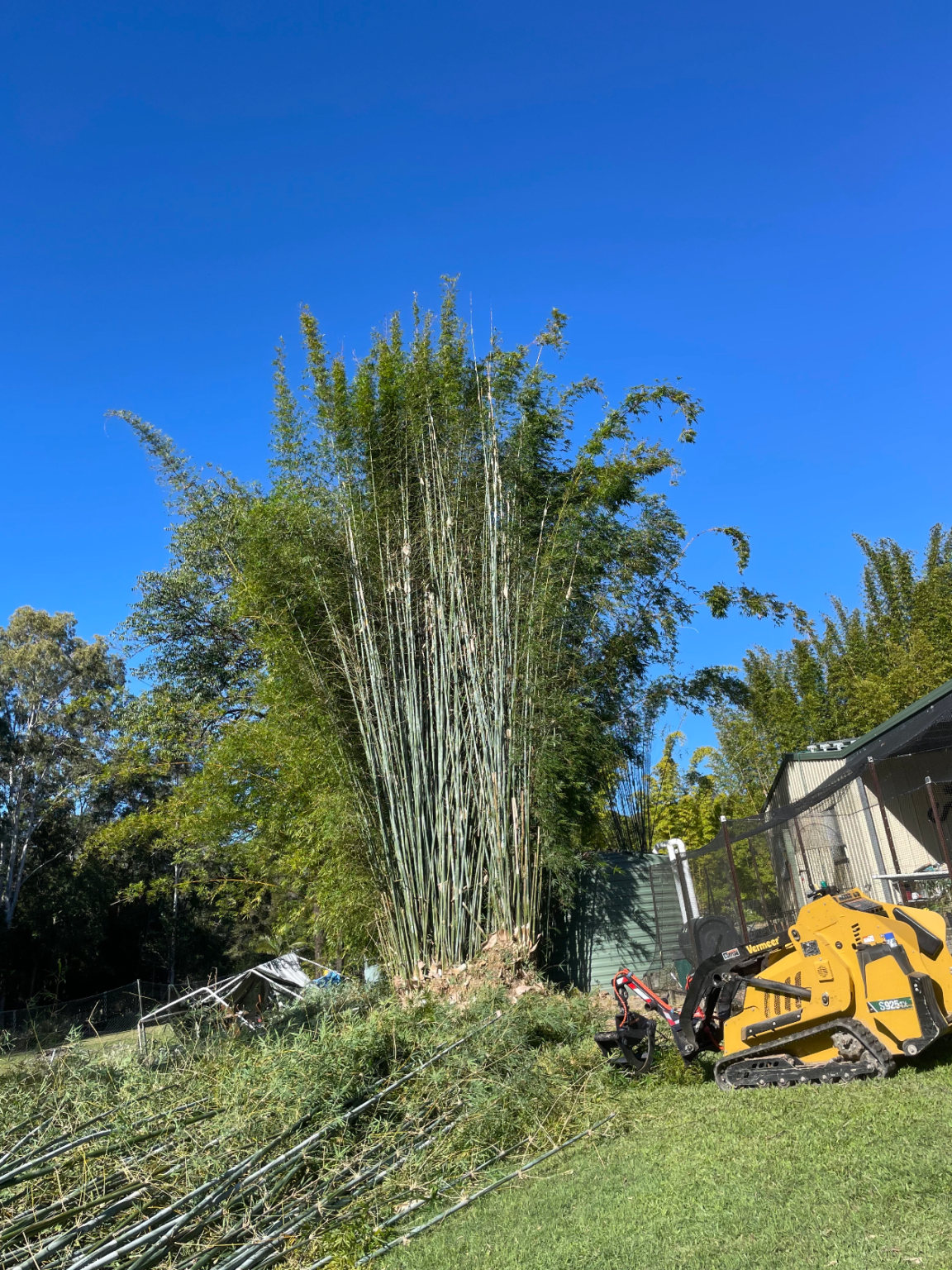 The Ultimate Choice: Tree Service Sunshine Coast - (07) 5408 6029